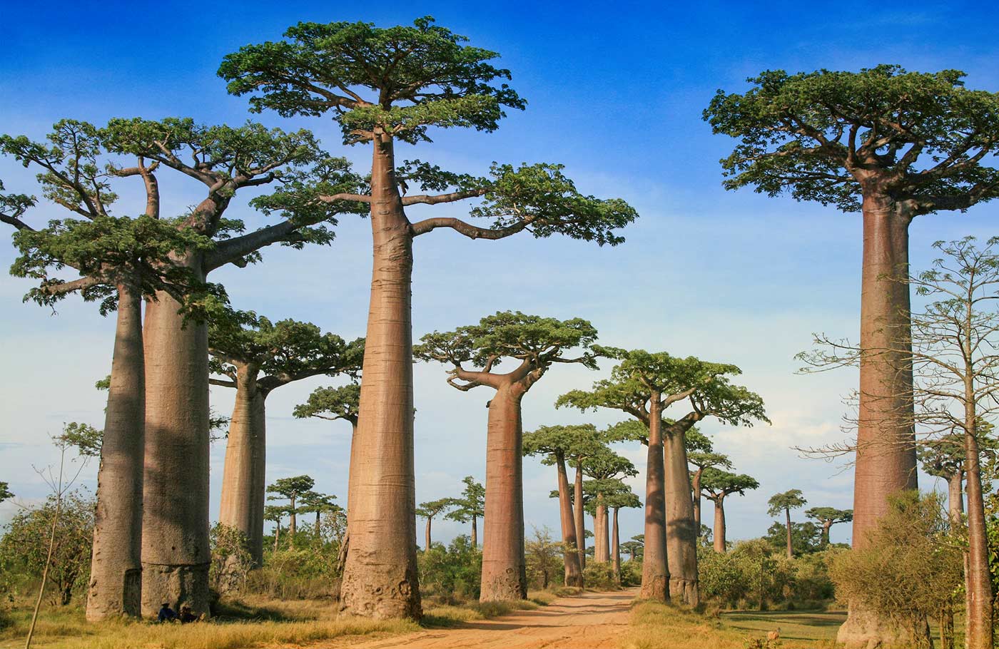 Madagascar viaggio avventura e tradizioni locali nel sud